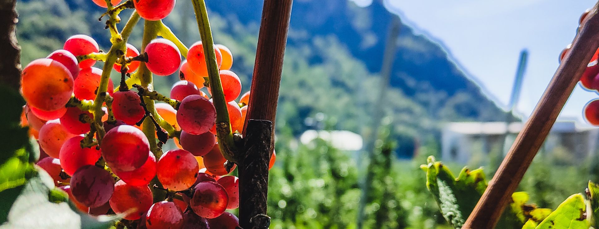 Cosa vedere a Terlano e dintorni in Trentino Alto Adige - Viaggi di ...